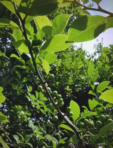 香叶树长什么样_香叶树图片怎么识别-第3张图片-山城妙识 香叶树长什么样_香叶树图片怎么识别-第3张图片-山城妙识