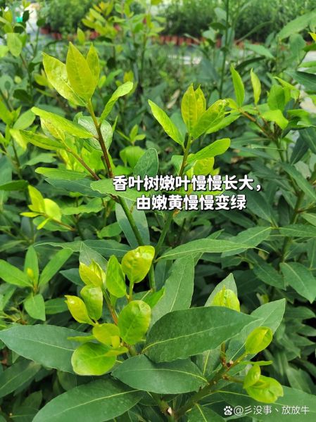 香叶树长什么样_香叶树图片怎么识别-第2张图片-山城妙识 香叶树长什么样_香叶树图片怎么识别-第2张图片-山城妙识