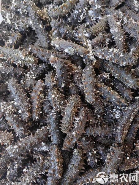 半干海参怎么保存最好_能放多久-第3张图片-山城妙识 半干海参怎么保存最好_能放多久-第3张图片-山城妙识