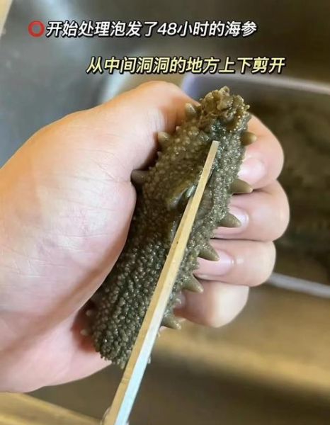 半干海参怎么保存最好_能放多久-第2张图片-山城妙识 半干海参怎么保存最好_能放多久-第2张图片-山城妙识