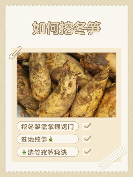 挖冬笋口诀是什么_如何找到冬笋-第3张图片-山城妙识 挖冬笋口诀是什么_如何找到冬笋-第3张图片-山城妙识
