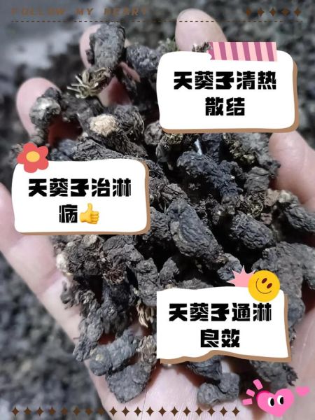 天葵的功效与作用禁忌_天葵怎么吃才安全-第2张图片-山城妙识 天葵的功效与作用禁忌_天葵怎么吃才安全-第2张图片-山城妙识