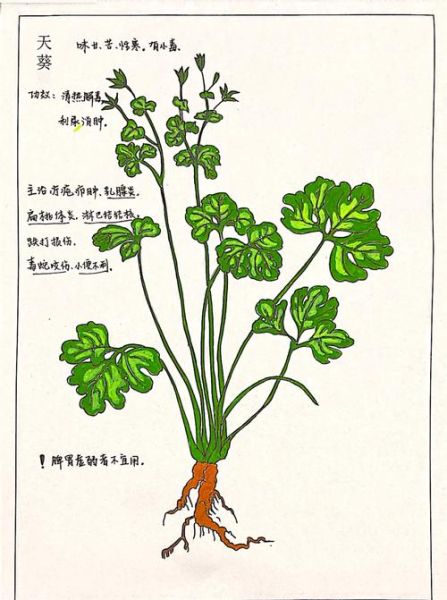 天葵的功效与作用禁忌_天葵怎么吃才安全-第1张图片-山城妙识 天葵的功效与作用禁忌_天葵怎么吃才安全-第1张图片-山城妙识