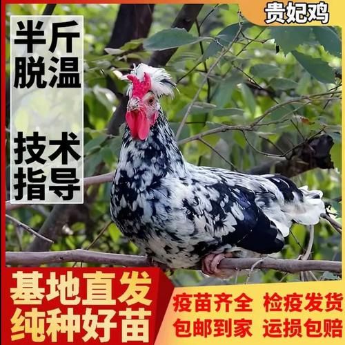 贵妃鸡缺点有哪些_贵妃鸡养殖风险大吗-第2张图片-山城妙识 贵妃鸡缺点有哪些_贵妃鸡养殖风险大吗-第2张图片-山城妙识