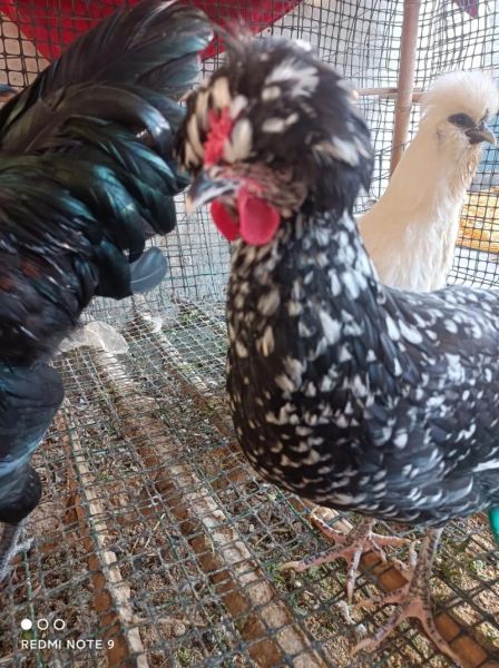 贵妃鸡缺点有哪些_贵妃鸡养殖风险大吗-第1张图片-山城妙识 贵妃鸡缺点有哪些_贵妃鸡养殖风险大吗-第1张图片-山城妙识