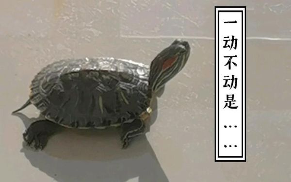 王八图片表情包哪里找_王八表情包怎么制作-第2张图片-山城妙识