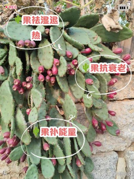 仙人掌果怎么吃效果最好_仙人掌果食用方法-第2张图片-山城妙识 仙人掌果怎么吃效果最好_仙人掌果食用方法-第2张图片-山城妙识