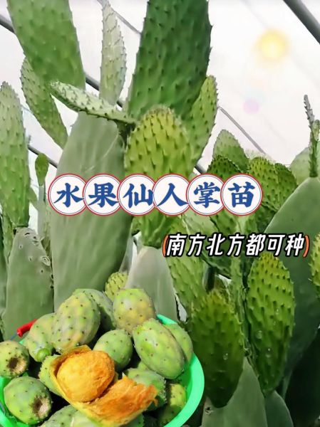 仙人掌果怎么吃效果最好_仙人掌果食用方法-第3张图片-山城妙识 仙人掌果怎么吃效果最好_仙人掌果食用方法-第3张图片-山城妙识