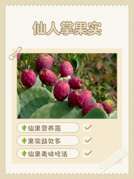 仙人掌果怎么吃效果最好_仙人掌果食用方法-第1张图片-山城妙识 仙人掌果怎么吃效果最好_仙人掌果食用方法-第1张图片-山城妙识