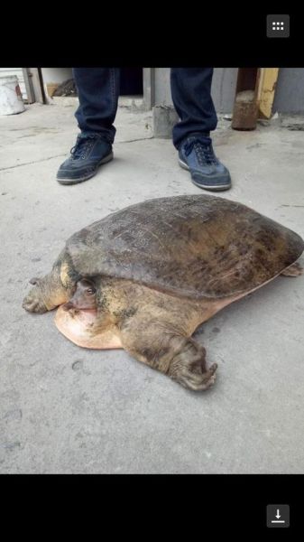 王八图片表情包哪里找_王八表情包怎么制作-第3张图片-山城妙识