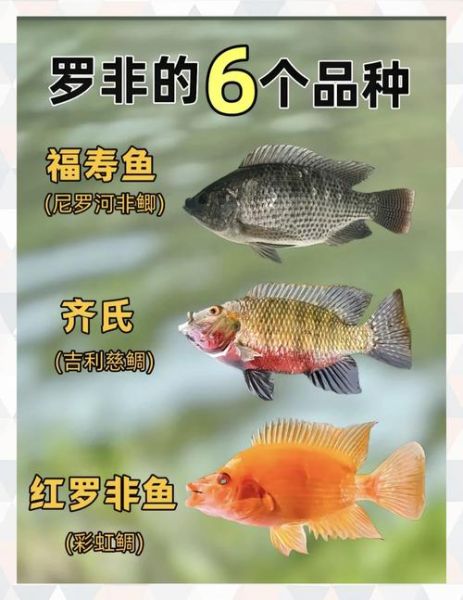 罗非鱼图片价格_罗非鱼多少钱一斤-第1张图片-山城妙识 罗非鱼图片价格_罗非鱼多少钱一斤-第1张图片-山城妙识