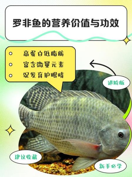 罗非鱼图片价格_罗非鱼多少钱一斤-第2张图片-山城妙识 罗非鱼图片价格_罗非鱼多少钱一斤-第2张图片-山城妙识