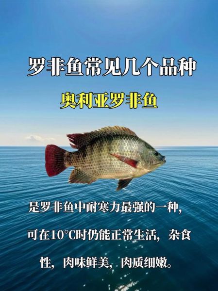 罗非鱼图片价格_罗非鱼多少钱一斤-第3张图片-山城妙识 罗非鱼图片价格_罗非鱼多少钱一斤-第3张图片-山城妙识