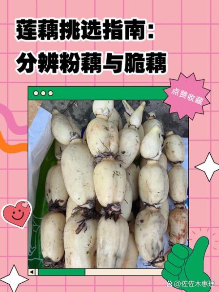 藕是莲的什么部位_藕和莲藕区别在哪-第2张图片-山城妙识 藕是莲的什么部位_藕和莲藕区别在哪-第2张图片-山城妙识