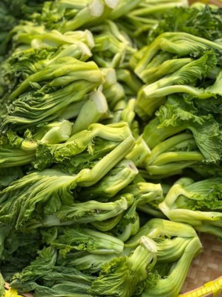 雪里蕻长什么样子_雪里蕻和雪菜的区别-第1张图片-山城妙识 雪里蕻长什么样子_雪里蕻和雪菜的区别-第1张图片-山城妙识