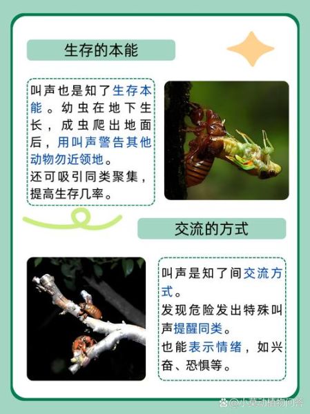 知了怎么叫_知了叫声像什么-第1张图片-山城妙识