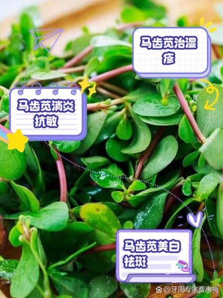 马齿苋治皮肤病怎么用_马齿苋外敷的正确方法-第2张图片-山城妙识 马齿苋治皮肤病怎么用_马齿苋外敷的正确方法-第2张图片-山城妙识
