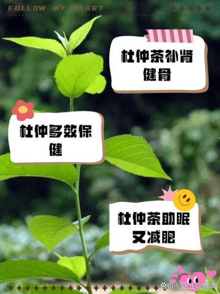 杜仲茶叶泡水喝的功效_杜仲茶能长期喝吗-第1张图片-山城妙识 杜仲茶叶泡水喝的功效_杜仲茶能长期喝吗-第1张图片-山城妙识
