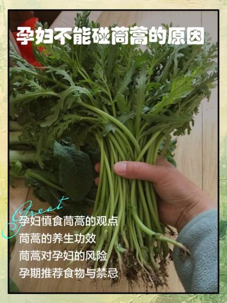 茼蒿妈是谁_茼蒿妈真实身份揭秘-第1张图片-山城妙识 茼蒿妈是谁_茼蒿妈真实身份揭秘-第1张图片-山城妙识