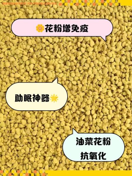 男人吃油菜花粉的功效_油菜花粉对男性有什么好处-第1张图片-山城妙识 男人吃油菜花粉的功效_油菜花粉对男性有什么好处-第1张图片-山城妙识