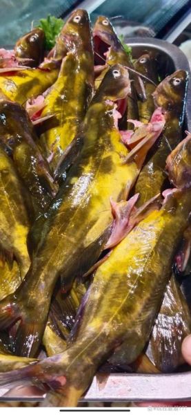 黄嘎鱼怎么做好吃_黄嘎鱼的家常做法-第1张图片-山城妙识 黄嘎鱼怎么做好吃_黄嘎鱼的家常做法-第1张图片-山城妙识