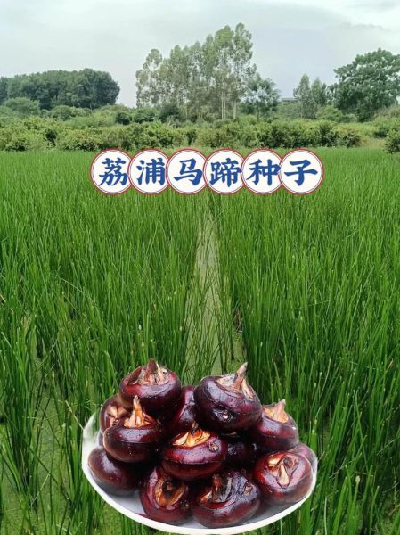 马蹄的学名是什么_马蹄学名Eleocharis dulcis有哪些功效-第3张图片-山城妙识 马蹄的学名是什么_马蹄学名Eleocharis dulcis有哪些功效-第3张图片-山城妙识