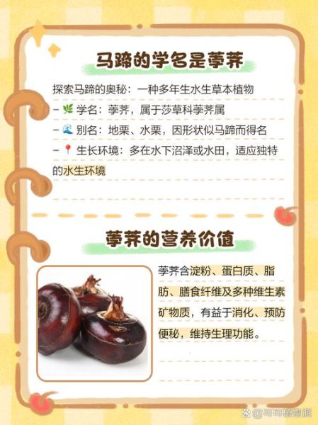 马蹄的学名是什么_马蹄学名Eleocharis dulcis有哪些功效-第2张图片-山城妙识 马蹄的学名是什么_马蹄学名Eleocharis dulcis有哪些功效-第2张图片-山城妙识