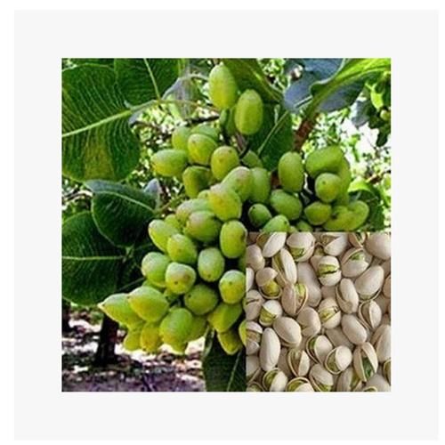 开心果果树长什么样_开心果果树图片怎么识别-第2张图片-山城妙识 开心果果树长什么样_开心果果树图片怎么识别-第2张图片-山城妙识