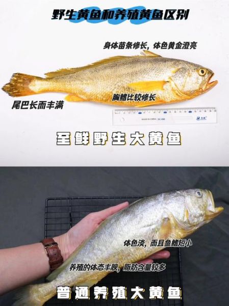 黄鱼和黄花鱼是同一种鱼吗_区别与选购指南-第1张图片-山城妙识 黄鱼和黄花鱼是同一种鱼吗_区别与选购指南-第1张图片-山城妙识