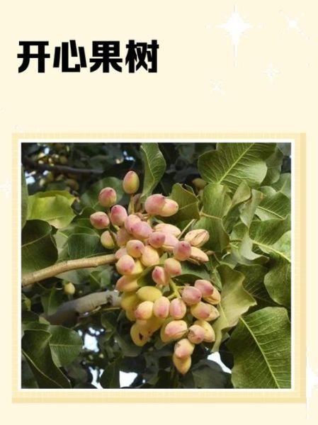 开心果果树长什么样_开心果果树图片怎么识别-第1张图片-山城妙识 开心果果树长什么样_开心果果树图片怎么识别-第1张图片-山城妙识