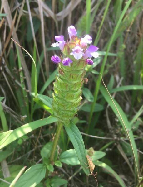 夏枯草的功效与作用_夏枯草可以长期喝吗-第1张图片-山城妙识 夏枯草的功效与作用_夏枯草可以长期喝吗-第1张图片-山城妙识