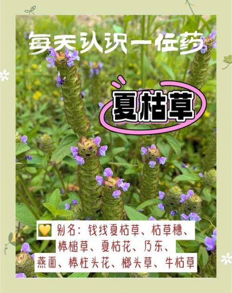 夏枯草的功效与作用_夏枯草可以长期喝吗-第3张图片-山城妙识 夏枯草的功效与作用_夏枯草可以长期喝吗-第3张图片-山城妙识