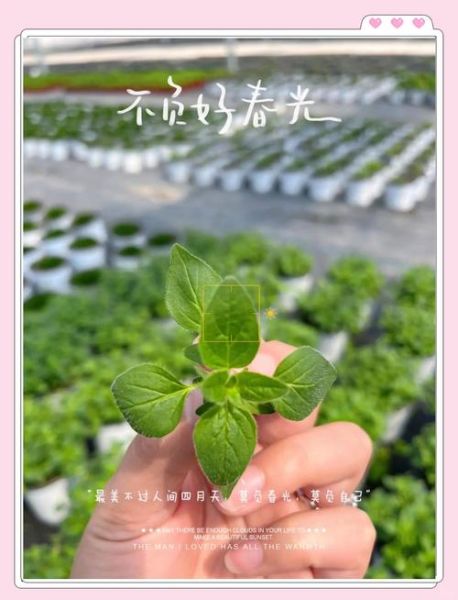 牛至叶是什么调料_牛至叶怎么用-第1张图片-山城妙识