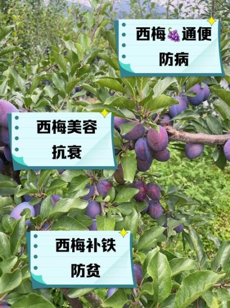 西梅的功效与作用_西梅是寒性的吗-第1张图片-山城妙识