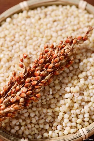 高粱米的功效与作用禁忌_什么人不能吃高粱米-第3张图片-山城妙识 高粱米的功效与作用禁忌_什么人不能吃高粱米-第3张图片-山城妙识