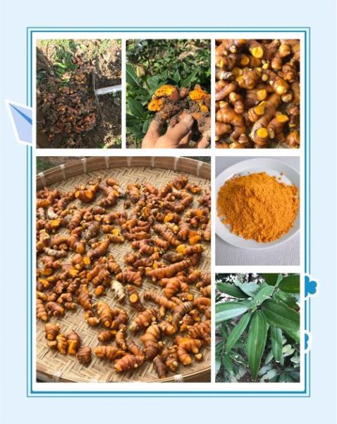 咖喱粉最佳配方_如何调配正宗咖喱粉-第3张图片-山城妙识 咖喱粉最佳配方_如何调配正宗咖喱粉-第3张图片-山城妙识