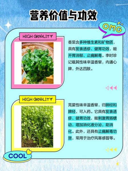 芫荽和香菜有什么区别_芫荽是不是香菜-第1张图片-山城妙识