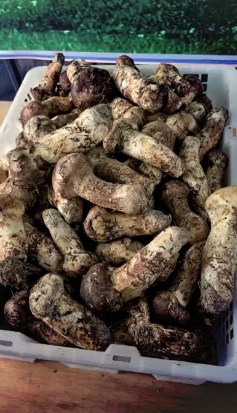 鲜松茸炒要焯水吗_松茸焯水后口感会变差吗-第3张图片-山城妙识 鲜松茸炒要焯水吗_松茸焯水后口感会变差吗-第3张图片-山城妙识