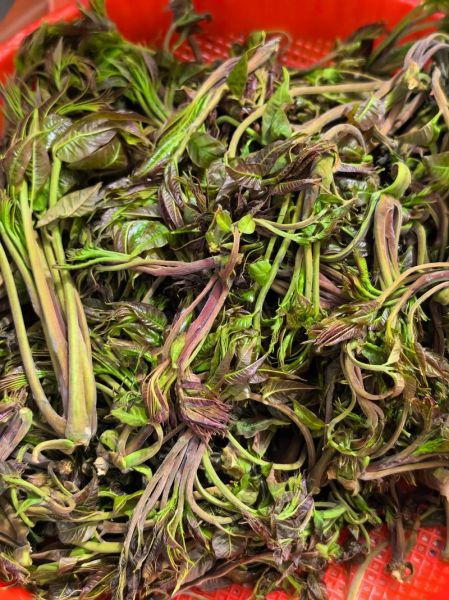 高血压能吃香椿芽吗_香椿芽升血压真相-第1张图片-山城妙识 高血压能吃香椿芽吗_香椿芽升血压真相-第1张图片-山城妙识