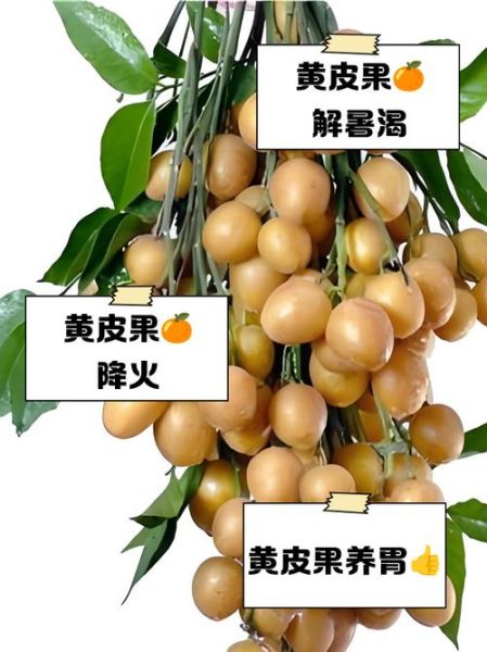 吃黄皮的好处和坏处_黄皮吃多了会上火吗-第1张图片-山城妙识 吃黄皮的好处和坏处_黄皮吃多了会上火吗-第1张图片-山城妙识
