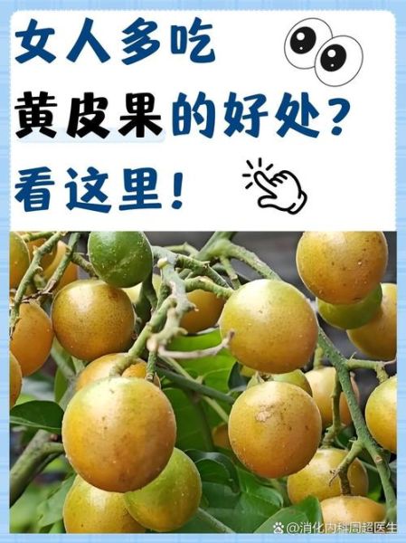 吃黄皮的好处和坏处_黄皮吃多了会上火吗-第3张图片-山城妙识 吃黄皮的好处和坏处_黄皮吃多了会上火吗-第3张图片-山城妙识