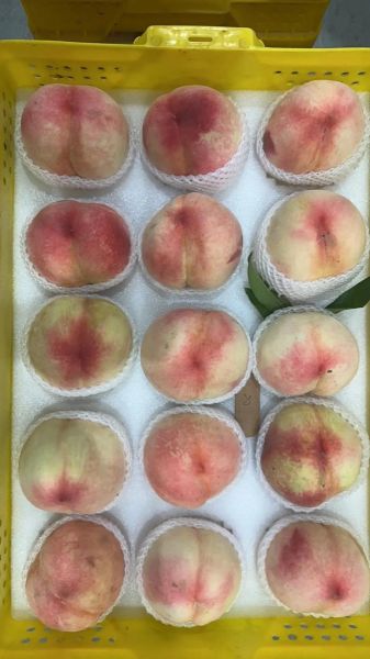 无锡水蜜桃产地在哪里_正宗阳山水蜜桃怎么辨别-第1张图片-山城妙识 无锡水蜜桃产地在哪里_正宗阳山水蜜桃怎么辨别-第1张图片-山城妙识