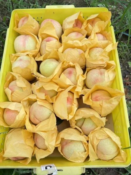 无锡水蜜桃产地在哪里_正宗阳山水蜜桃怎么辨别-第2张图片-山城妙识 无锡水蜜桃产地在哪里_正宗阳山水蜜桃怎么辨别-第2张图片-山城妙识