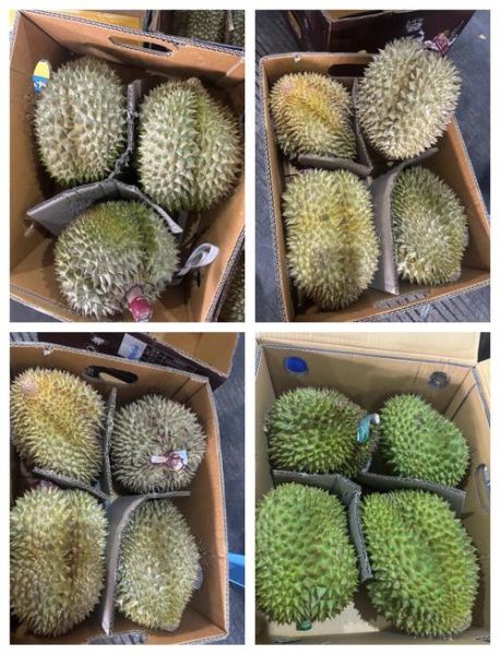 榴莲正常多少钱一斤_榴莲价格影响因素-第3张图片-山城妙识 榴莲正常多少钱一斤_榴莲价格影响因素-第3张图片-山城妙识