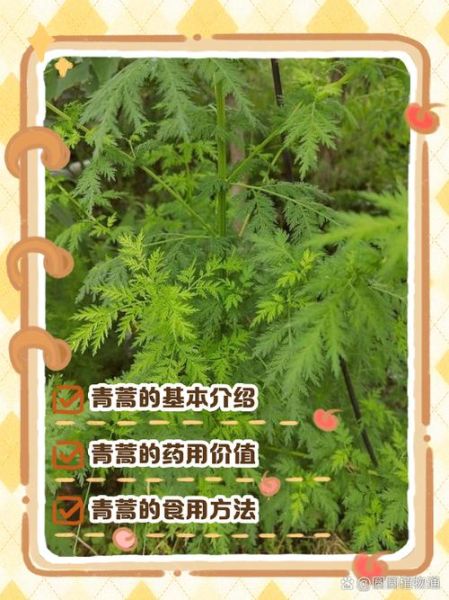 青蒿素是什么植物提取的_青蒿素提取自哪种植物-第1张图片-山城妙识 青蒿素是什么植物提取的_青蒿素提取自哪种植物-第1张图片-山城妙识