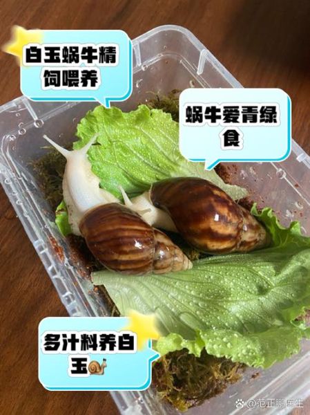 蜗牛吃什么_蜗牛喝什么-第1张图片-山城妙识 蜗牛吃什么_蜗牛喝什么-第1张图片-山城妙识