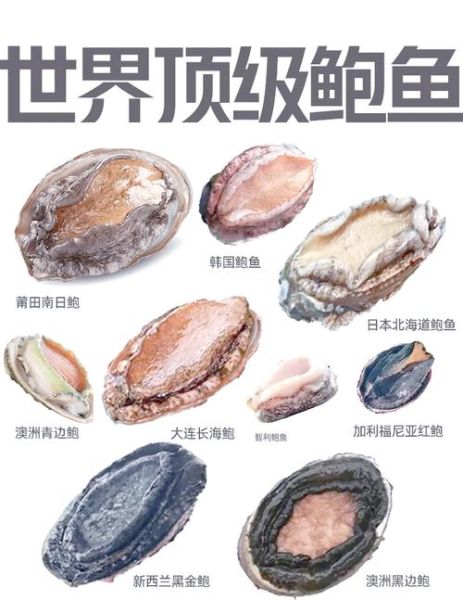 鲍鱼多少钱一斤_鲍鱼价格受哪些因素影响-第2张图片-山城妙识 鲍鱼多少钱一斤_鲍鱼价格受哪些因素影响-第2张图片-山城妙识