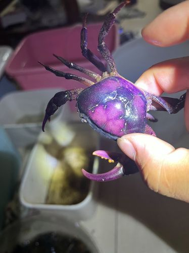 观赏蟹怎么养_观赏蟹能活多久-第2张图片-山城妙识 观赏蟹怎么养_观赏蟹能活多久-第2张图片-山城妙识