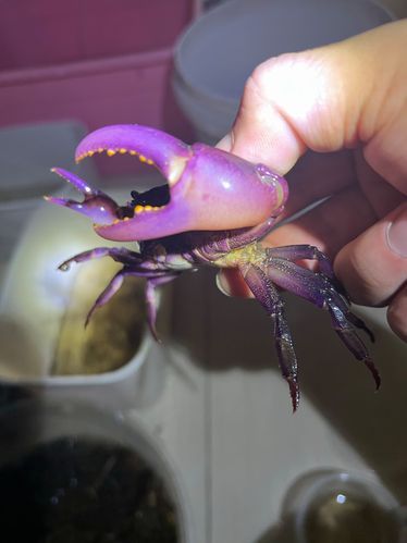 观赏蟹怎么养_观赏蟹能活多久-第3张图片-山城妙识 观赏蟹怎么养_观赏蟹能活多久-第3张图片-山城妙识