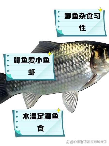 鲫鱼不能和什么一起吃_鲫鱼和哪些食物相克-第3张图片-山城妙识 鲫鱼不能和什么一起吃_鲫鱼和哪些食物相克-第3张图片-山城妙识